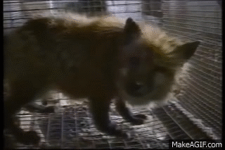 Earthlings ~ The Documentary Part 4 on Make a GIF