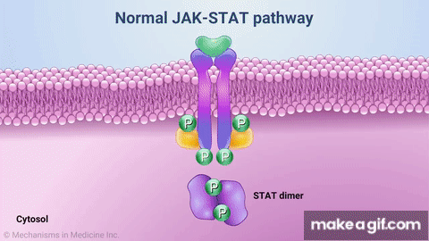Mechanism of Action of JAK Inhibitors on Make a GIF
