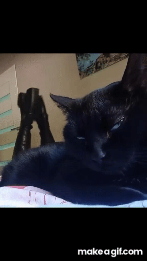 freaky ah cat on Make a GIF