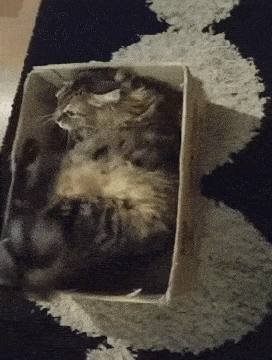 catgifcentral: Getting Comfier in the Box on Make a GIF
