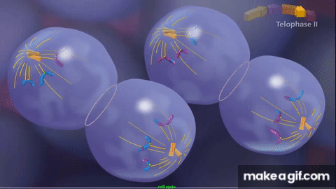 Meiosis - Plants and Animals on Make a GIF