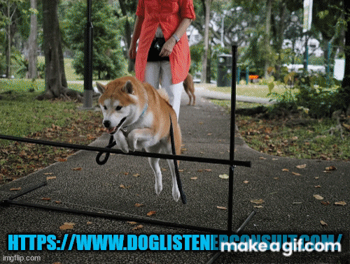 Dog Obedience Classes on Make a GIF