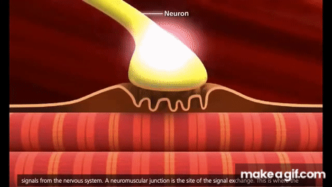 Proceso de contracción muscular HD Animation. Español latino on Make a GIF