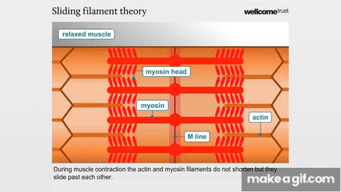 Sliding filament theory in muscle contraction | Wellcome on Make a GIF