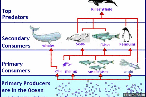 Ecosystems and Food Webs on Make a GIF