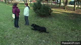 Kutyák Küldetéssel - Guide dogs with mission ;-) on Make a GIF