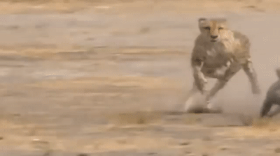 Cheetah Chasing Gif Cheetah Chase GIFs | Tenor