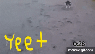 Who knew dogs cold walk on water- on Make a GIF