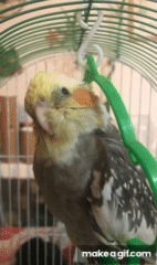 Calopsite Grisina on Make a GIF