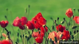 Blowing Flowers on Make a GIF