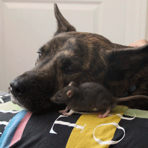 Dog with rat on Make a GIF
