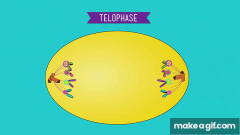 telophase on Make a GIF