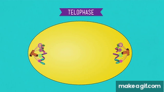 Mitosis: Splitting Up is Complicated - Crash Course Biology #12 on Make ...