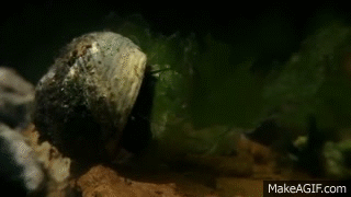 Life in Rock Pools on Make a GIF