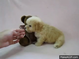 Beary : poodle tiny toy male off white color on Make a GIF