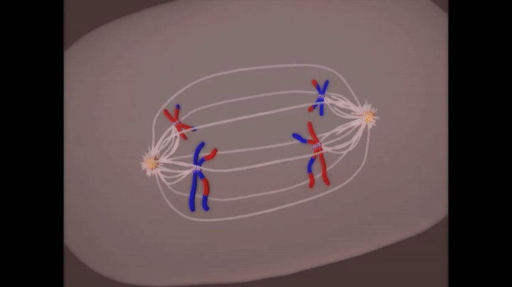 MEIOSIS - MADE SUPER EASY - ANIMATION on Make a GIF