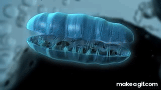 How Mitochondria Produce Energy on Make a GIF
