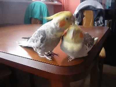 Cute Cockatiel Gif