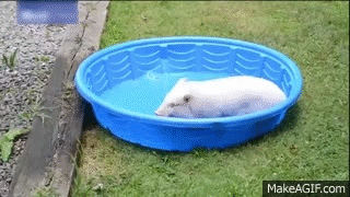 Mini pig in paddling pool has that #fridayfeeling! on Make a GIF