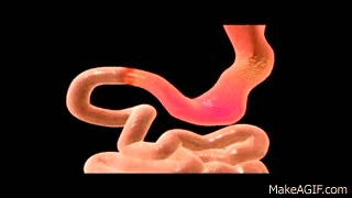 Stomach Digestion on Make a GIF
