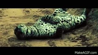 LEOPARD TRAILS Yala National Park on IFILM SRILANKA! on Make a GIF