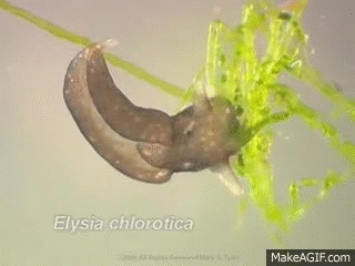 Elysia chlorotica - photosynthetic sea slug movie 1 on Make a GIF