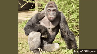 D*CKS OUT FOR HARAMBE on Make a GIF