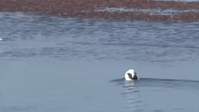 Sea Cat Gif Carrying The Little One | Funny Cat GIFs On Make A GIF