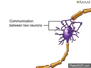 How Nervous System Works Animation - Nerve Conduction Physiology. Central & Peripheral Anatomy ...