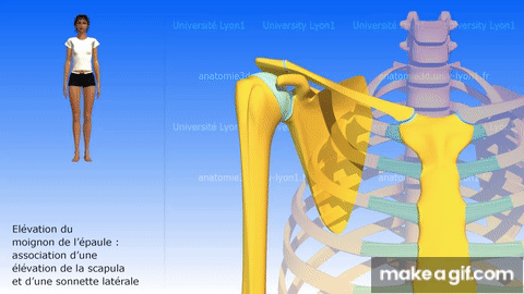 L'épaule: les mouvements de la scapula on Make a GIF