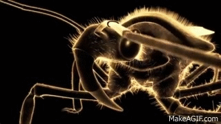 Flag Tailed Assassin Bug vs Golden Carpenter Ant | MONSTER BUG WARS on ...