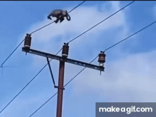 a mimir on Make a GIF