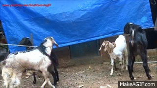Two goats and two bucks mating in the same time on Make a GIF