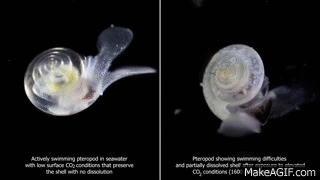The Effects of Ocean Acidification on Pteropod Shells on Make a GIF