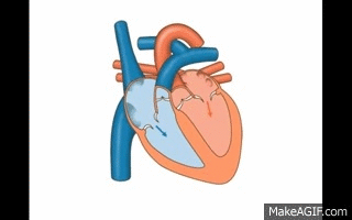 CORAZÓN 1 Anatomía on Make a GIF