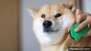 making of fluffy on Make a GIF