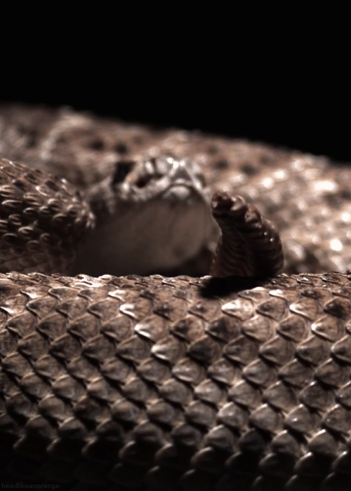 Looped gif of rattlesnake rattling its tail. on Make a GIF