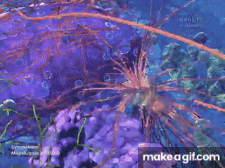 Cell Organelles: Cytoskeleton (2014) Drew Berry wehi.tv on Make a GIF