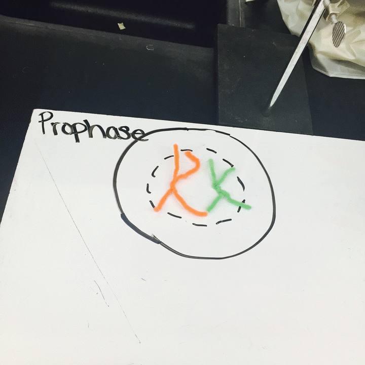 stages of mitosis on Make a GIF