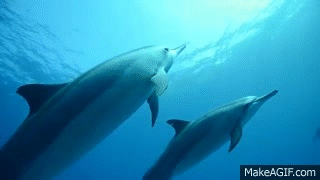 Freediving with Dolphins on Make a GIF