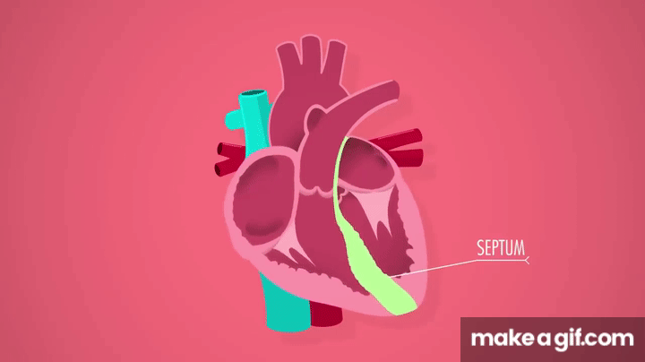 The Heart, Part 1 - Under Pressure: Crash Course A&P #25 on Make a GIF