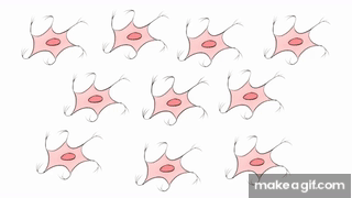 Levels of Organization on Make a GIF