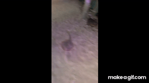 mermaid flopping on Make a GIF