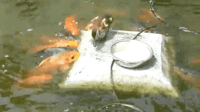 Fish get fed by duck For adorable animal gifs, there is our... on Make ...