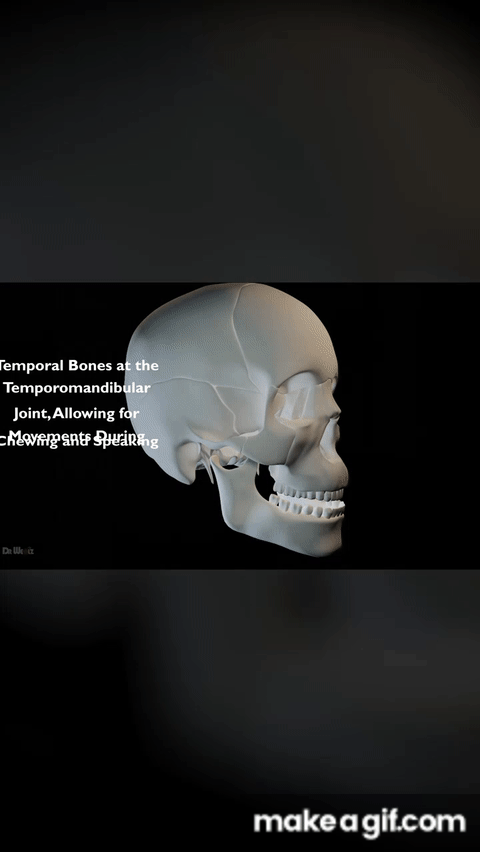 Skull Anatomy 101: Palatine, Mandible, Temporal, Parietal Bones on Make ...