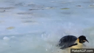 Penguin Fail - Best Bloopers from Penguins Spy in the Huddle (Waddle ...