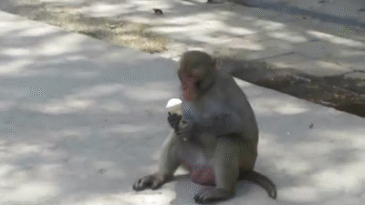 FUNNY MONKEY ICE CREAM SNATCHING FROM A KID AND ENJOYING IN HOT DAY on ...