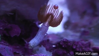 Marine Tube Worms amazing appearing and quick disappearing act. DON'T ...