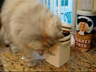 catgifcentral: Cat Helping a dog Thanks for following Cat Gif... on ...
