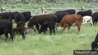 Cows Grazing with calves and bulls on Make a GIF